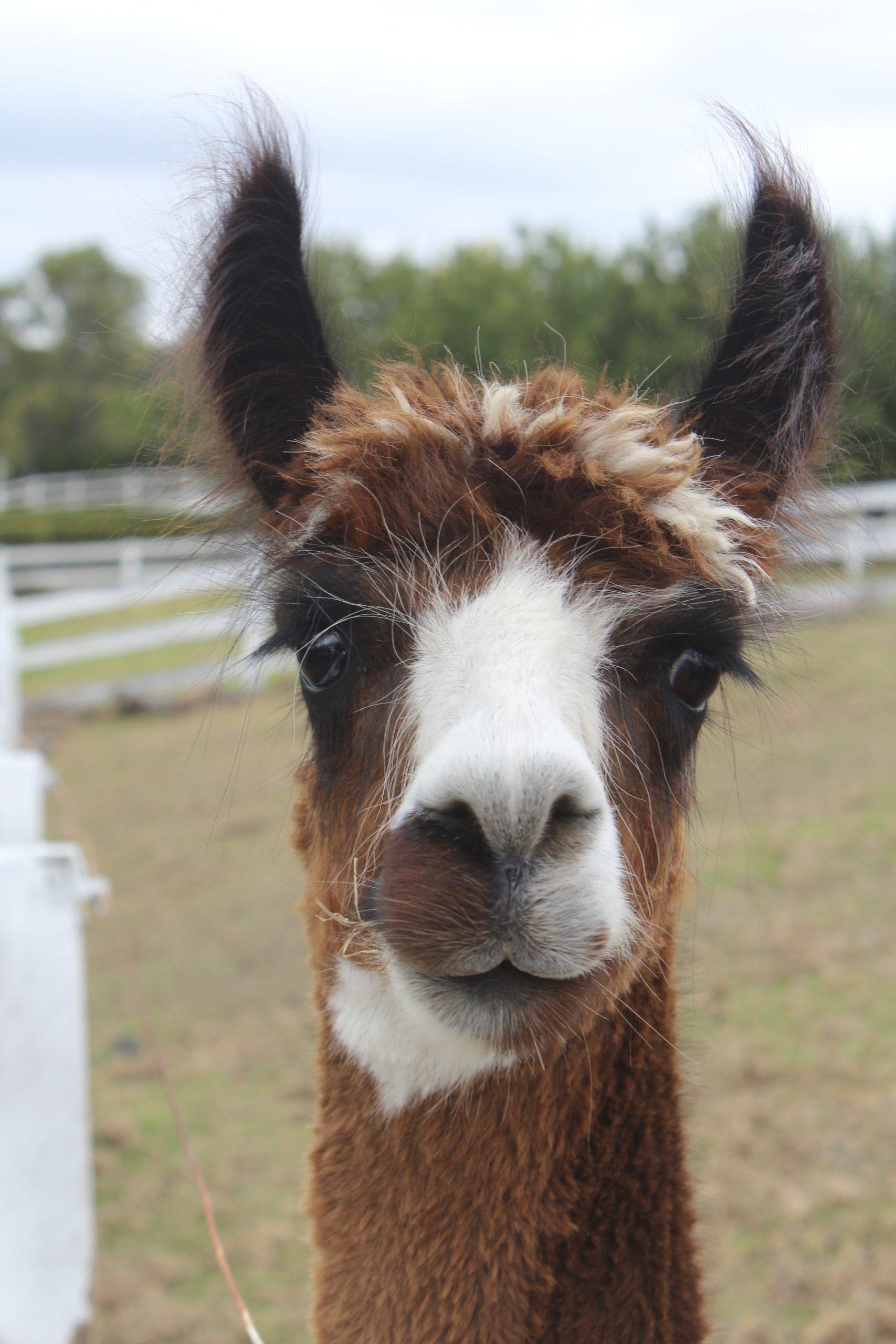 Adrawable Animals – Where every animal draws a smile!